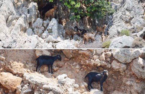 Okurcalar Tekne Turu (Relax)